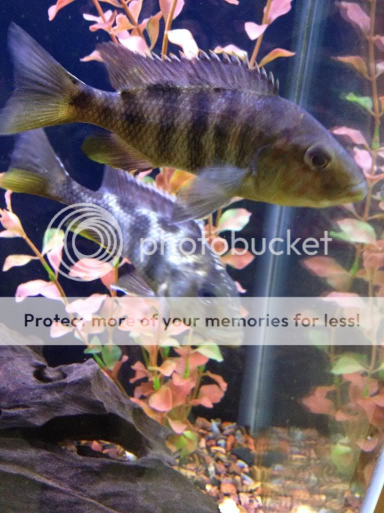 Office Tank (are these all peacocks?) | Cichlid Fish Forum
