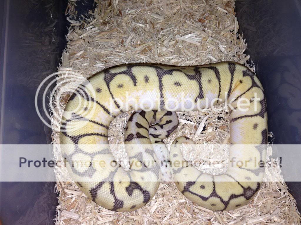 Various Ball Pythons, Nuclear Stuff, Pastel, Calico etc | Reptile Forums