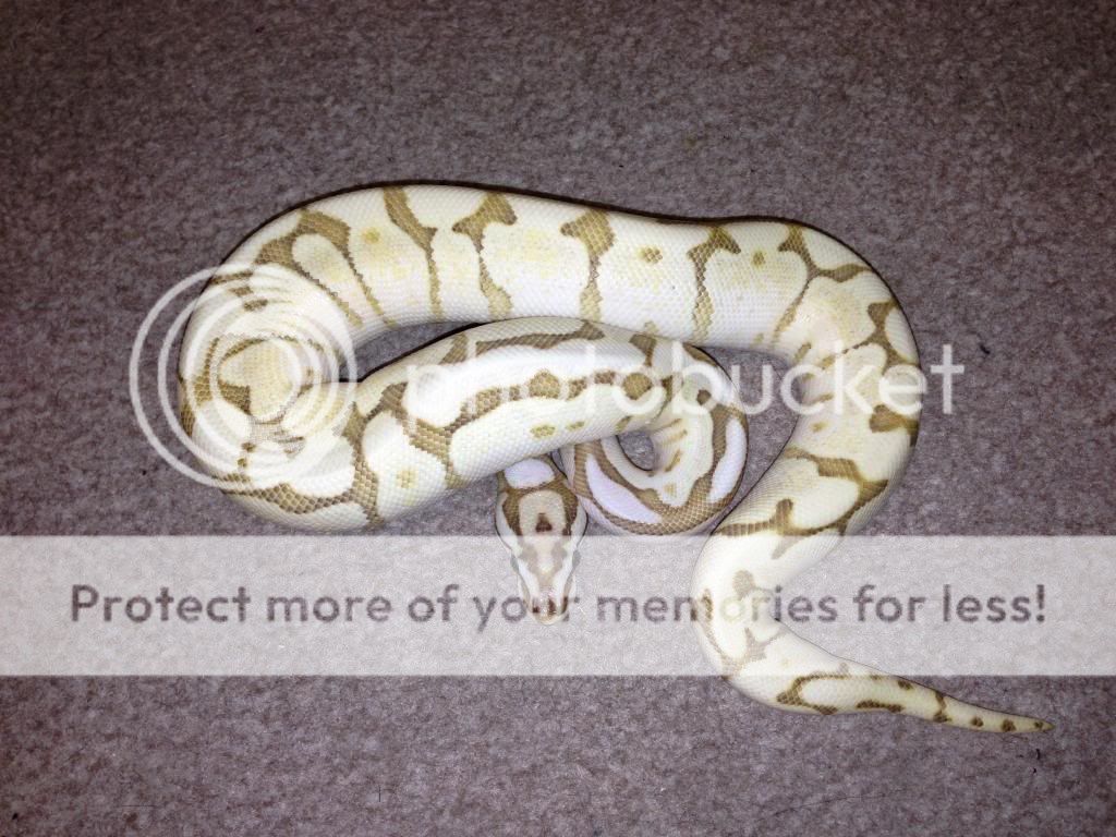 Various Ball Pythons, Nuclear Stuff, Pastel, Calico etc | Reptile Forums