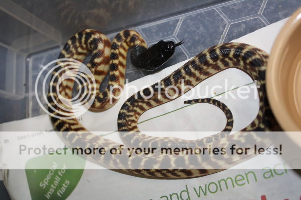SE England - For Sale: Black Head Pythons | Reptile Forums