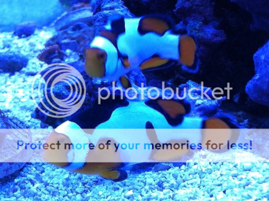 Clownfish Fins (HELP) - Pest and Disease Treatments - Nano-Reef Community