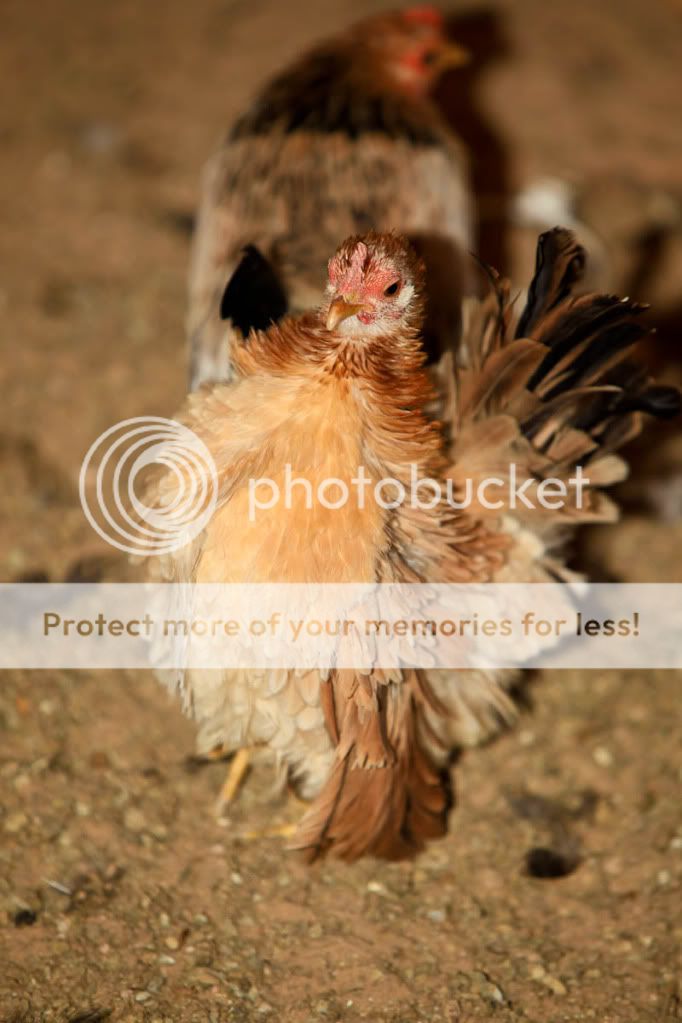 Show/breed quality frizzled wheaton serama pullet | BackYard Chickens ...